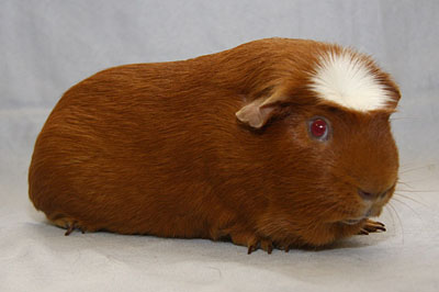 British Cavy Council - Crested Cavy Club