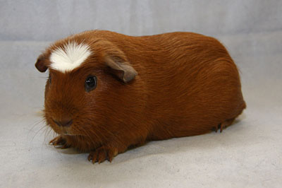 British Cavy Council - Crested Cavy Club
