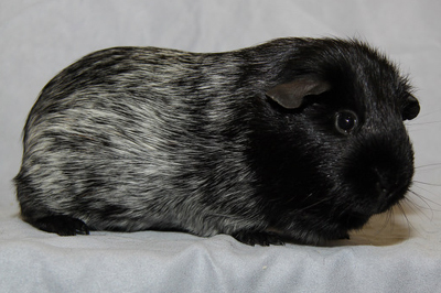 British Cavy Council - Dalmation and Roan Cavy Club