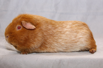 British Cavy Council - Dalmation and Roan Cavy Club