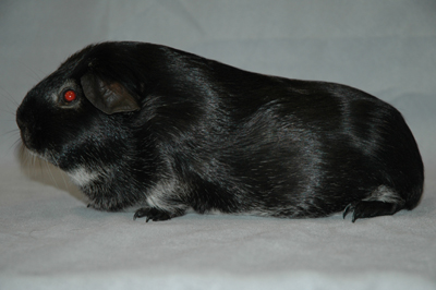 British Cavy Council - National Fox and Tan Cavy Club