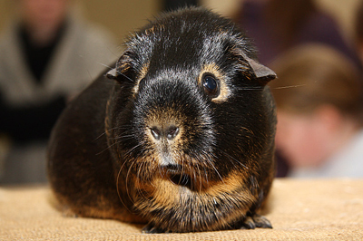 British Cavy Council - National Fox and Tan Cavy Club