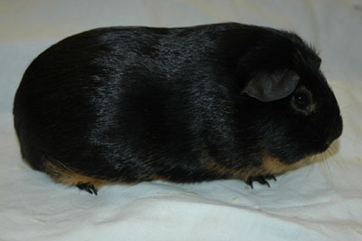 British Cavy Council - National Fox and Tan Cavy Club