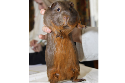 British Cavy Council - National Fox and Tan Cavy Club