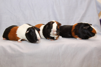 British Cavy Council - National Tortoise and White Cavy Club