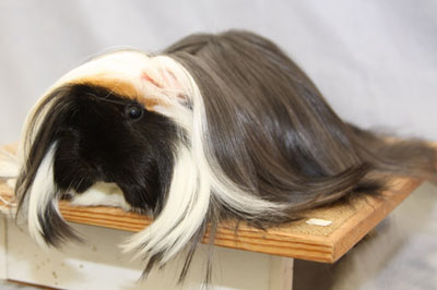 British Cavy Council - Peruvian Varieties Cavy Club