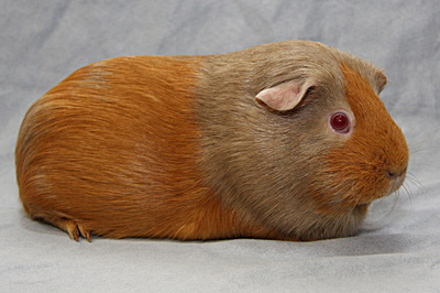 British Cavy Council - Rare Varieties Cavy Club