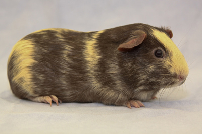 British Cavy Council - Rare Varieties Cavy Club