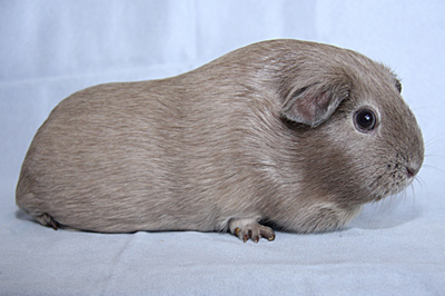 British Cavy Council - English Self Cavy Club