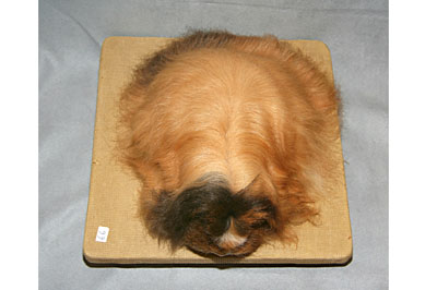 British Cavy Council - Sheltie Varieties Cavy Club